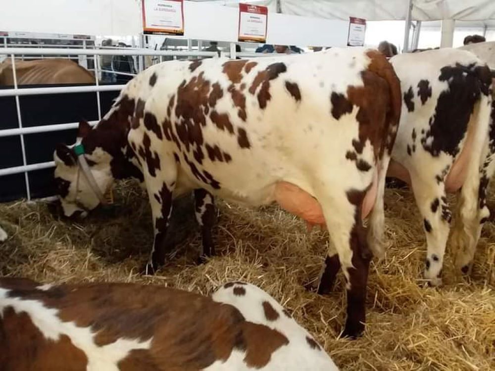 MARAGATO - Normando - Selecta Uruguay