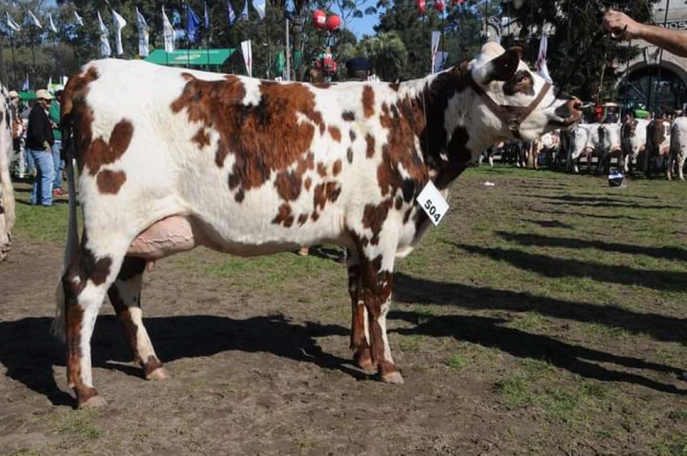 MARAGATO - Normando - Selecta Uruguay